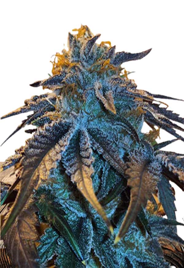 Sunwest Genetics Master Kush Feminized Seeds Sunwest Genetics Master Kush Feminized Seeds