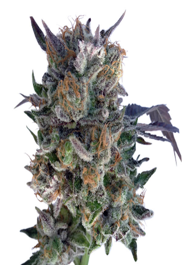 Phantom Cookies Feminized Marijuana Seeds - Rocket Seeds Phantom Cookies Feminized Marijuana Seeds - Rocket Seeds