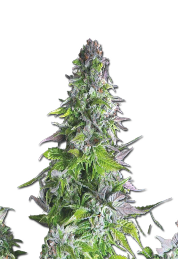 Romulan Feminized Marijuana Seeds - Rocket Seeds