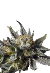 BC God Bud Regular Cannabis Seeds - Rocket Seeds