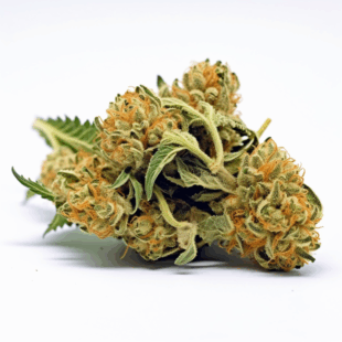 The Devil's Crack Strain Feminized Cannabis Seeds by Beaver Seeds