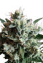 Dutch Dragon Strain Autoflower Cannabis Seeds - Rocket Seeds