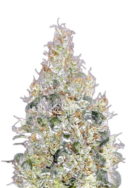 Exodus Cheese Feminized Cannabis Seeds - Rocket Seeds