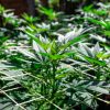 Retro Cannabis Strains Of The 90s - Rocket Seeds