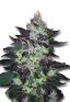 Candy Cane Strain Autoflowering Cannabis Seeds by Crop King Seeds