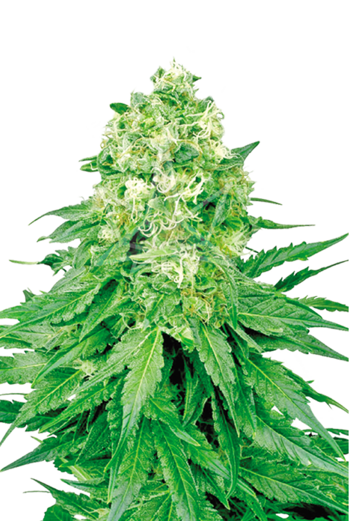 White Banner Feminized Marijuana Seeds - Rocket Seeds